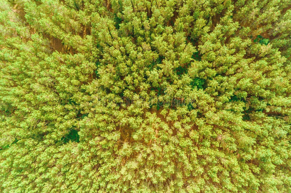 Pine Forest, Overhead View from a Drone. Background for Textures Stock ...