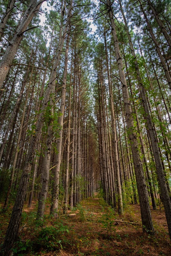 Pine Forest with Parallel Trees. Stylized Image. with Crisp Focus and ...