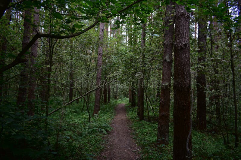 Pine Forest. a Path through the Forest. Coniferous Trees. Rowan Bushes Stock Image - Image of ...
