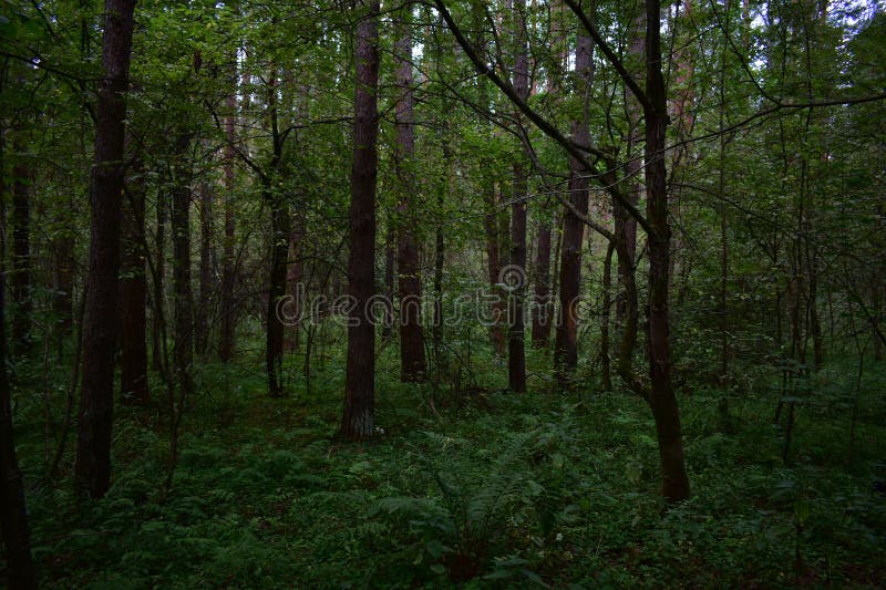 Pine Forest. a Path through the Forest. Coniferous Trees. Rowan Bushes Stock Image - Image of ...