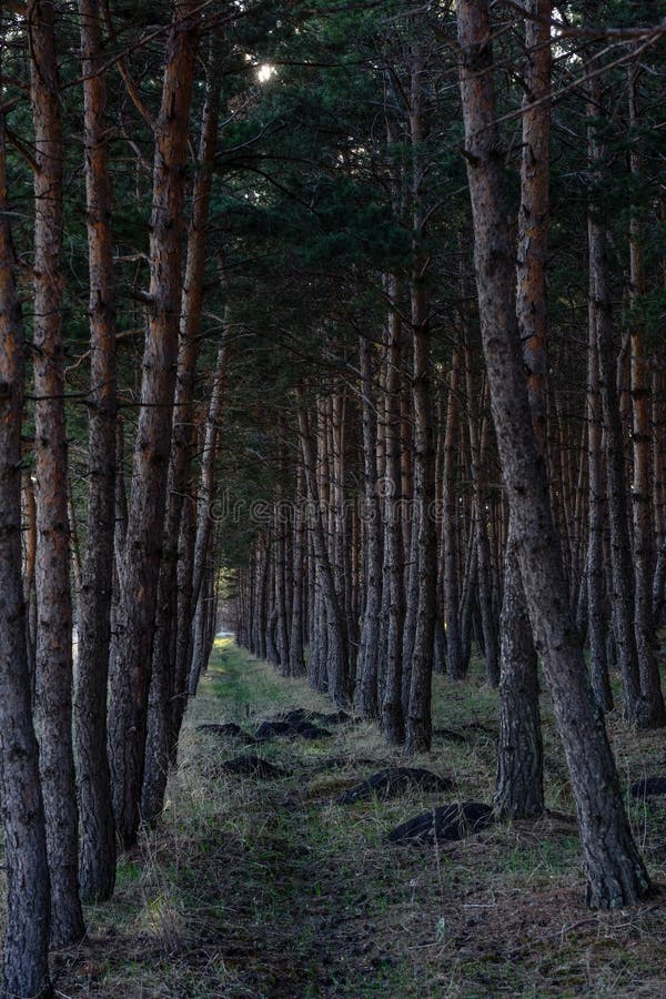 Pine Forest Path . Natural . Stock Image - Image of pine, natural ...