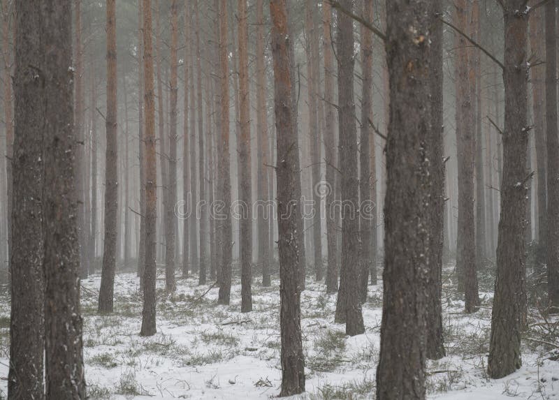 Pine Forest Perfect As a Computer Wallpaper Stock Image - Image of ...