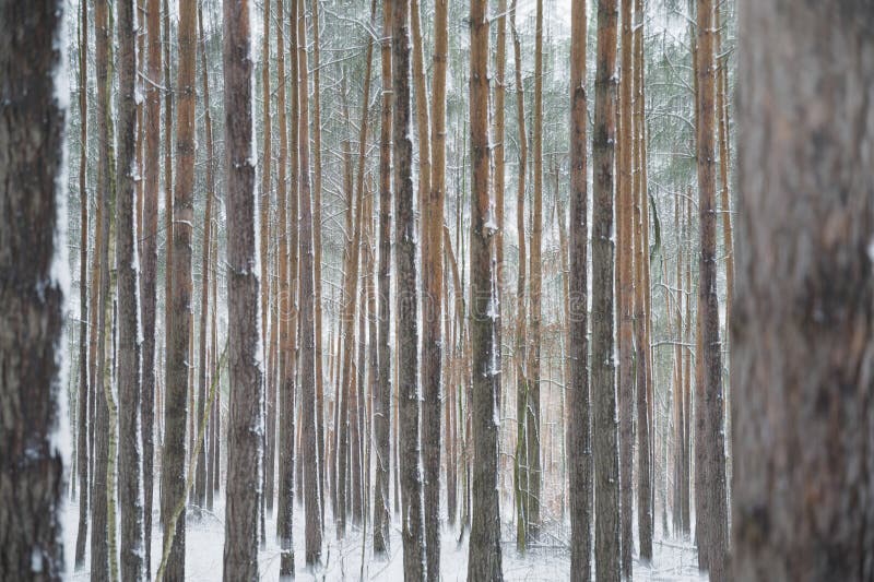 Pine Forest Perfect As a Computer Wallpaper Stock Photo - Image of ...