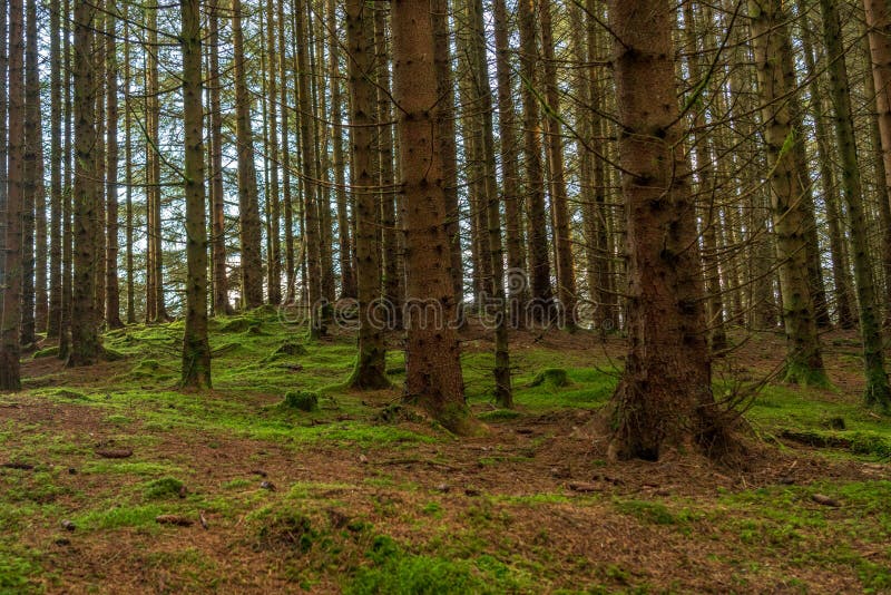 Pine Forest in Early Morning Stock Photo - Image of scotland, europe ...