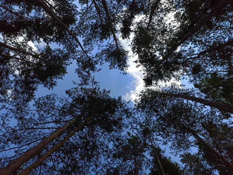 Pine forest stock image. Image of walk, high, natural - 189663443