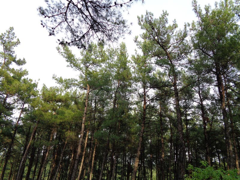 Pine forest stock image. Image of view, green, wooden - 129451851