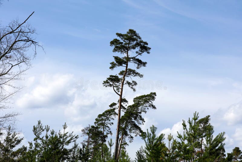 Pine Forest Pine Trees Pine Coniferous Forest Stock Photo - Image of ...