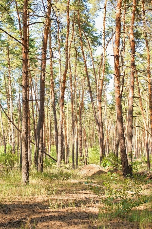 Pine forest, pinewood stock photo. Image of branch, plant - 50245398