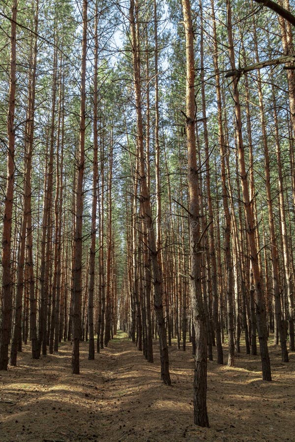 Pine Forest Planted in Rows Stock Image - Image of needles, planted ...