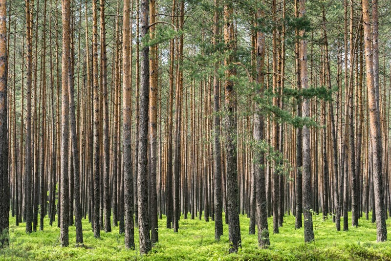 Pine forest in Poland stock image. Image of outdoors - 65685643