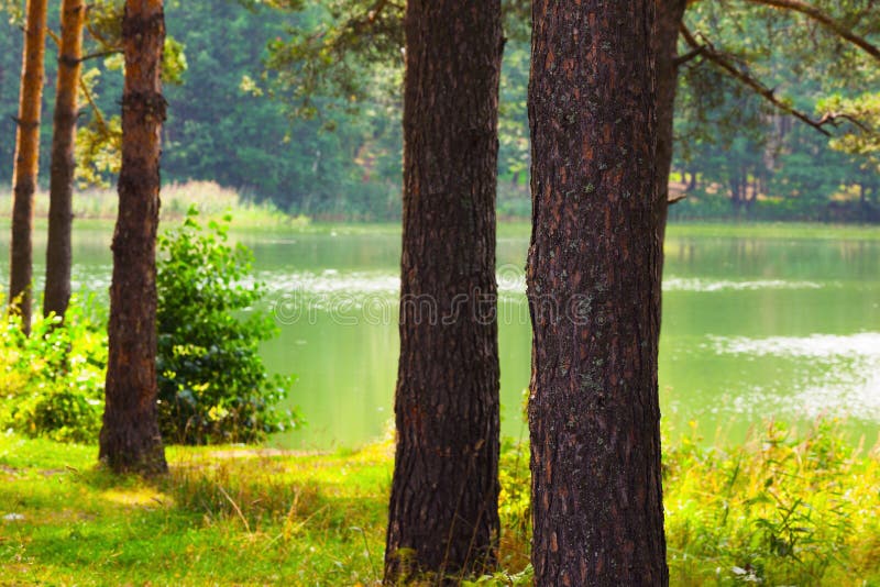 Pine forest at the pond stock photo. Image of landscape - 76577554