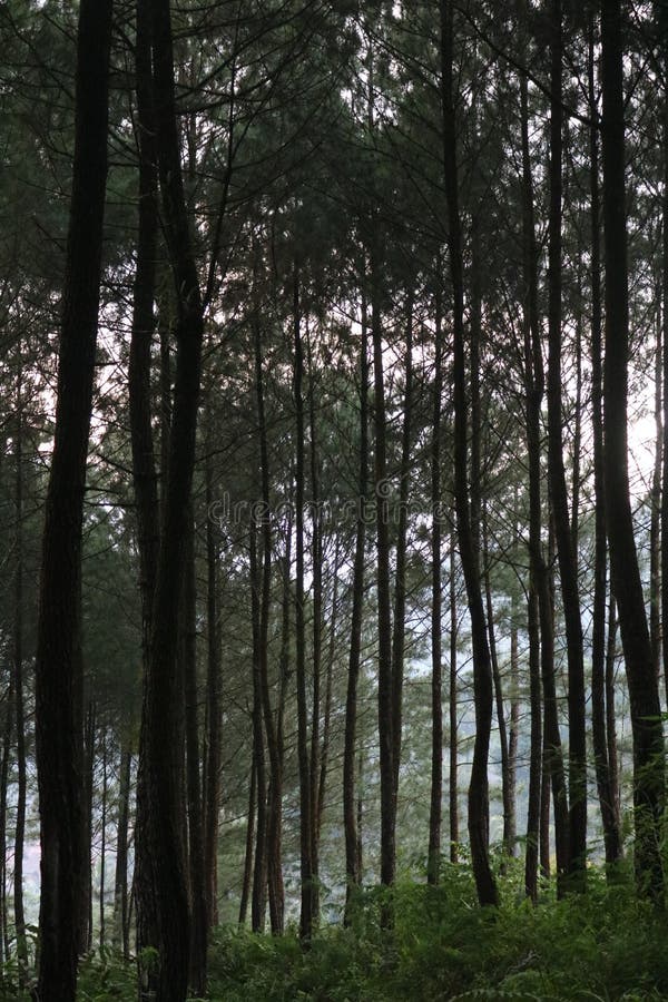 Portrait, Low Angle and a Group of Happy Siblings or Huddled Together ...