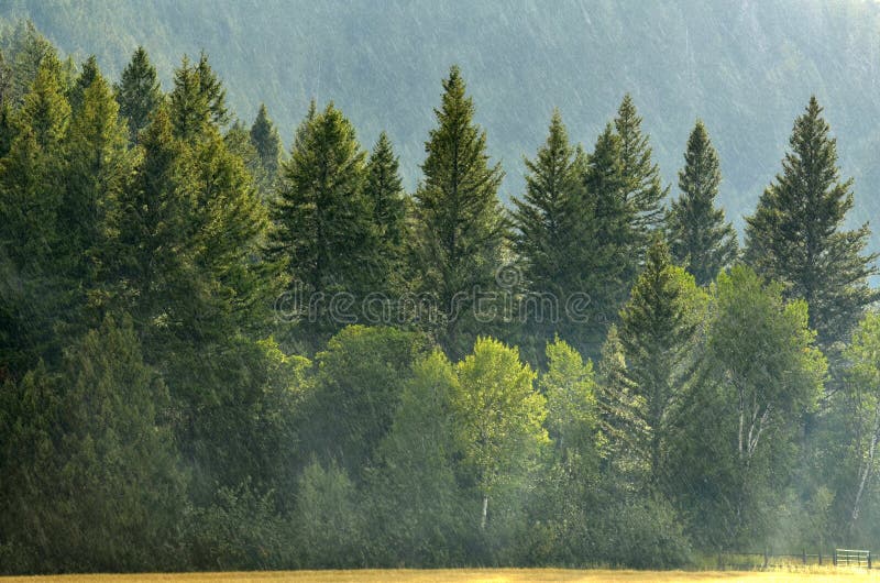 Pine Forest during Rainstorm Lush Trees Stock Image - Image of ...