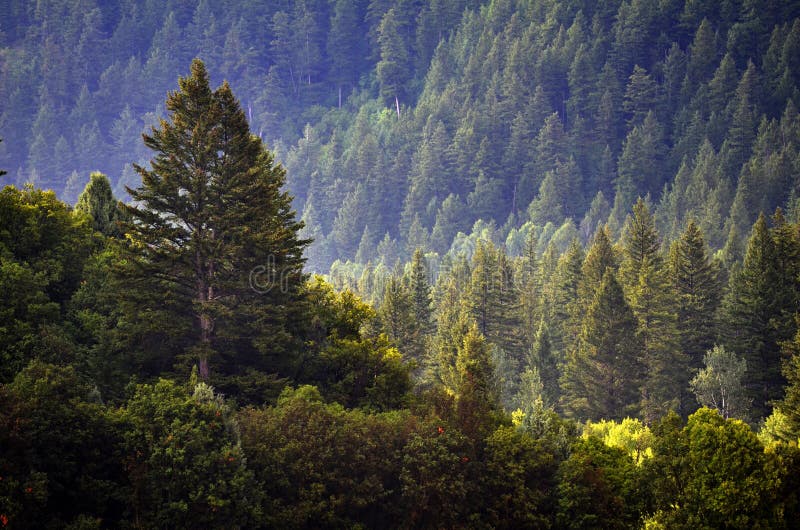 Pine Forest during Rainstorm Lush Trees Stock Image - Image of misty ...
