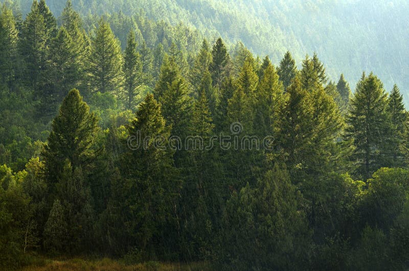 Forest Rain Storm with Drops Falling and Lush Trees Stock Photo - Image ...