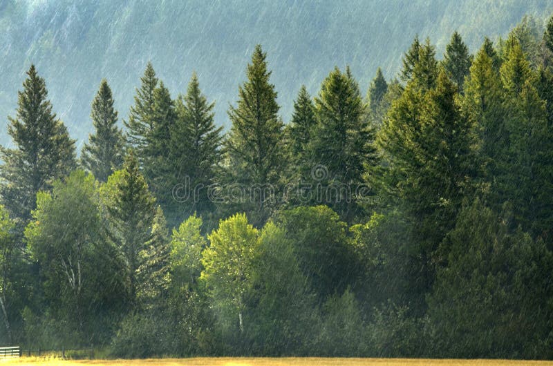 Pine Forest during Rainstorm Lush Trees Stock Photo - Image of pine ...