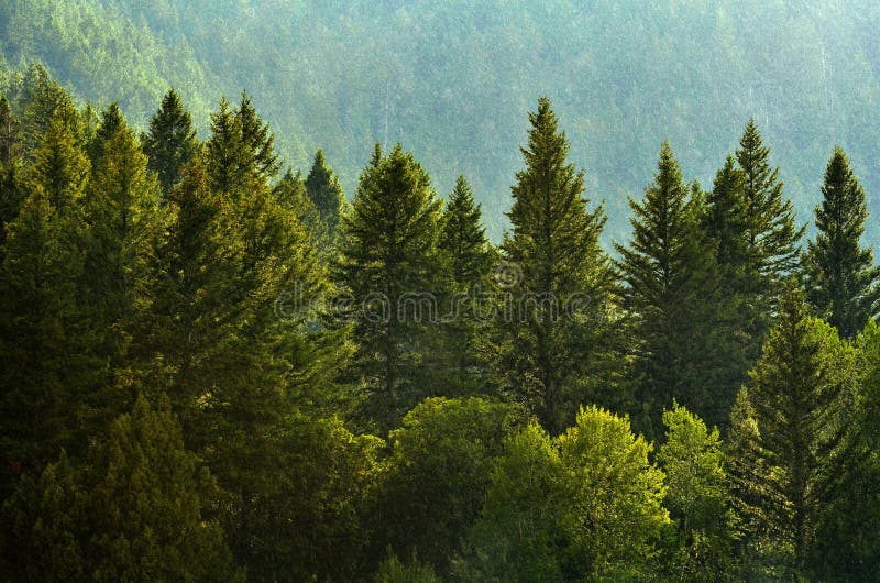Pine Forest during Rainstorm Lush Trees Stock Photo - Image of lichen ...
