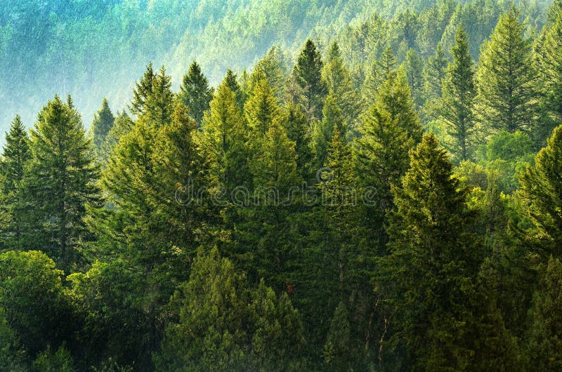 Pine Forest during Rainstorm Lush Trees Stock Image - Image of mountain ...