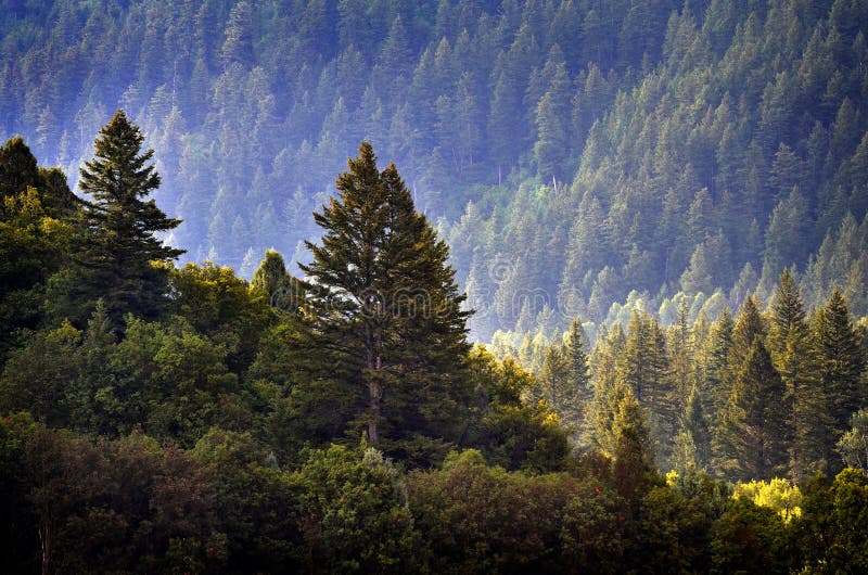 Pine Forest during Rainstorm Lush Trees Stock Photo - Image of pine ...