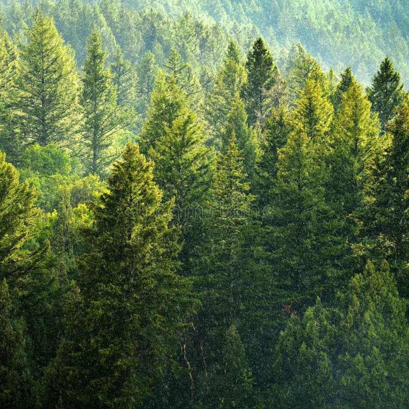 Pine Forest during Rainstorm Lush Trees Raindrops Falling Down Stock ...