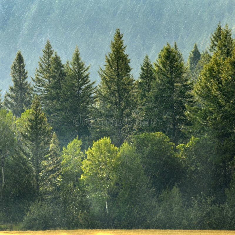 Pine Forest during Rainstorm Lush Trees Raindrops Falling Down Stock ...