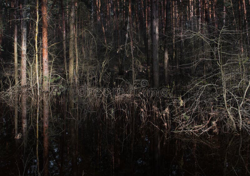 Pine Forest Reflection of Trees in Spring Water Stock Photo - Image of ...
