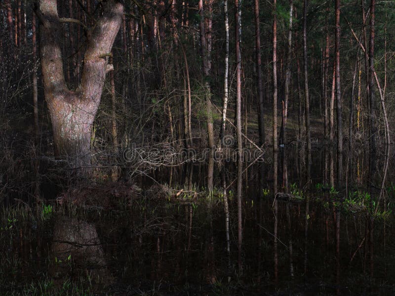 Pine Forest Reflection of Trees in Spring Water Stock Photo - Image of ...