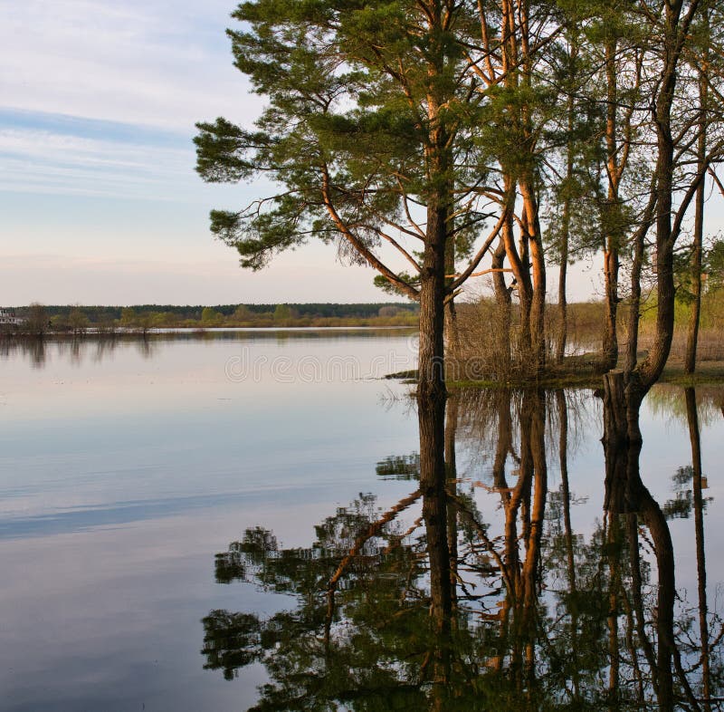 Pine Forest Reflection of Trees in Spring Water Stock Photo - Image of ...