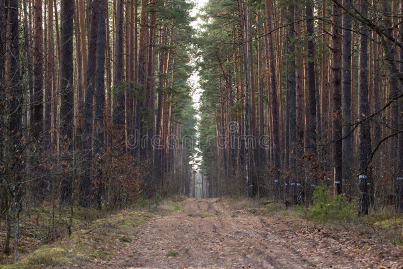 Pine forest reserve stock photo. Image of tree, national - 64108236