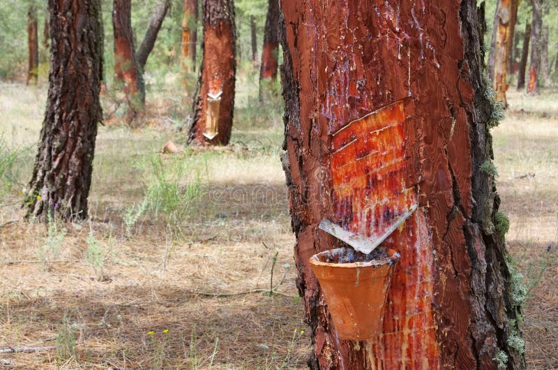 Resin Extraction of Pine Tree in Portugal Stock Photo - Image of catch ...