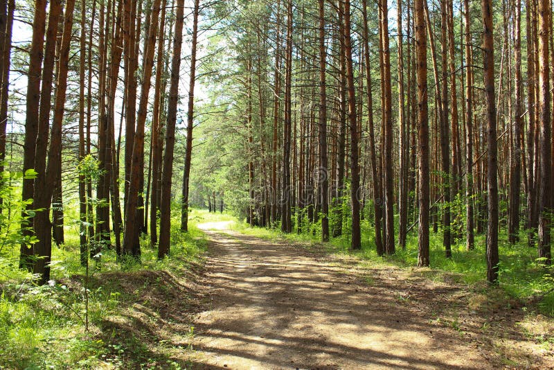 Pine forest and road stock photo. Image of summer, krasnoyarsk - 93444450