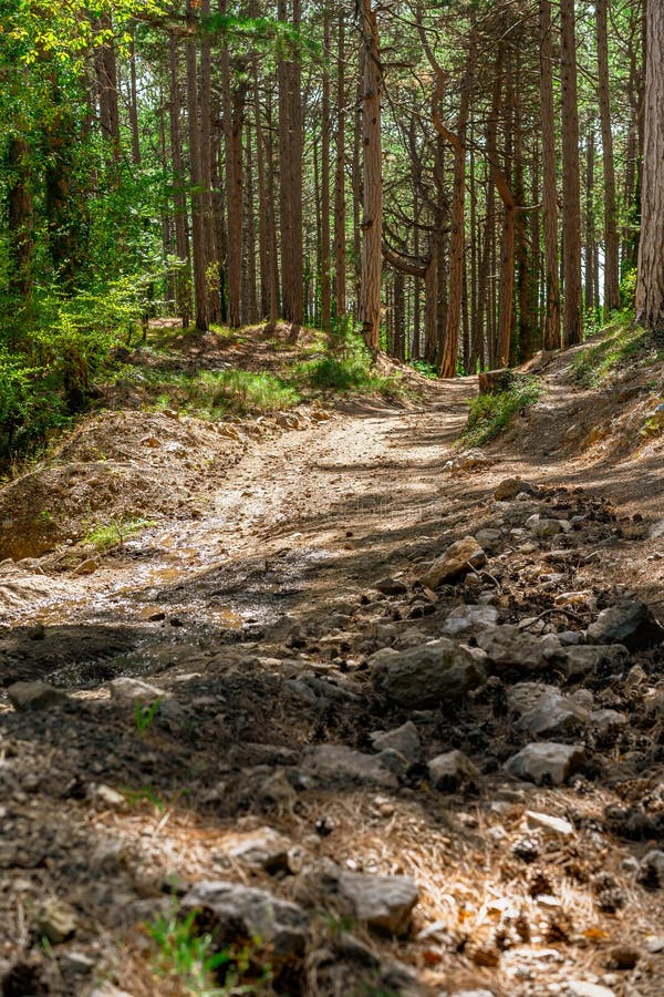Pine Forest with Rocks on the Ground Stock Image - Image of lush ...