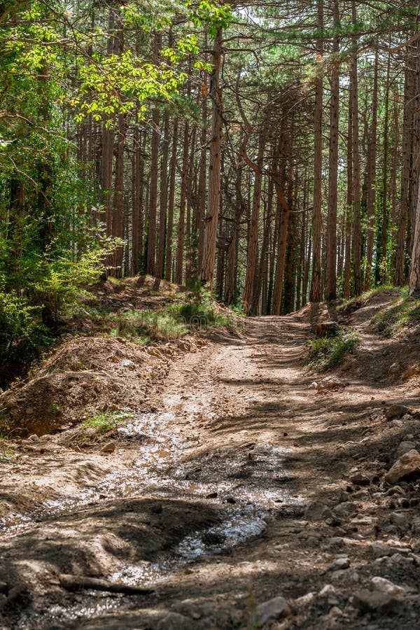 Pine Forest with Rocks on the Ground Stock Image - Image of floor ...