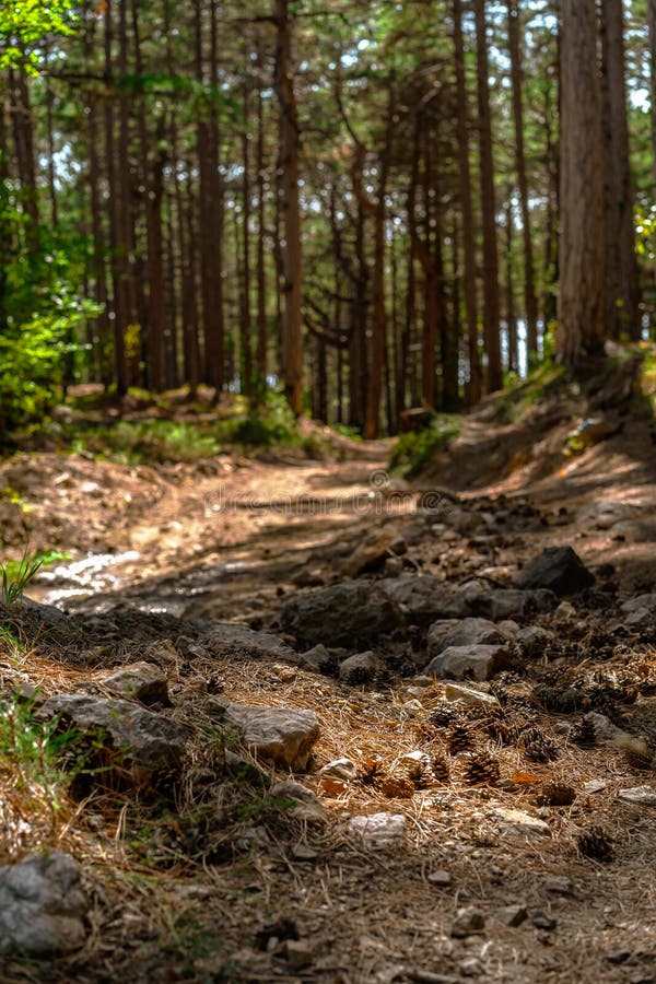 Pine Forest with Rocks on the Ground Stock Photo - Image of mist ...