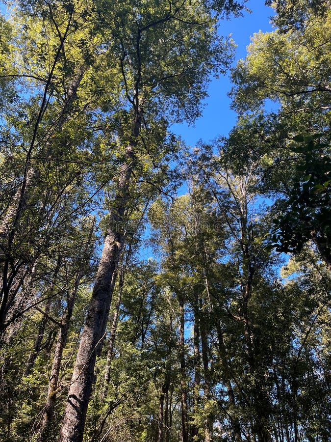 Pine Forest in San Martin De Los Andes, Argentina Stock Image - Image ...