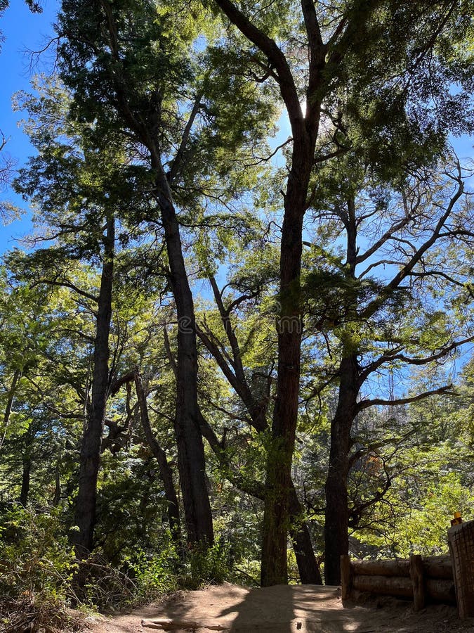 Pine Forest in San Martin De Los Andes, Argentina Stock Photo - Image ...