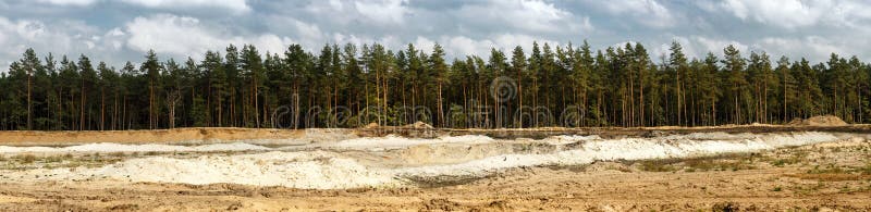 Pine forest and sand pit stock photo. Image of wildlife - 63169362
