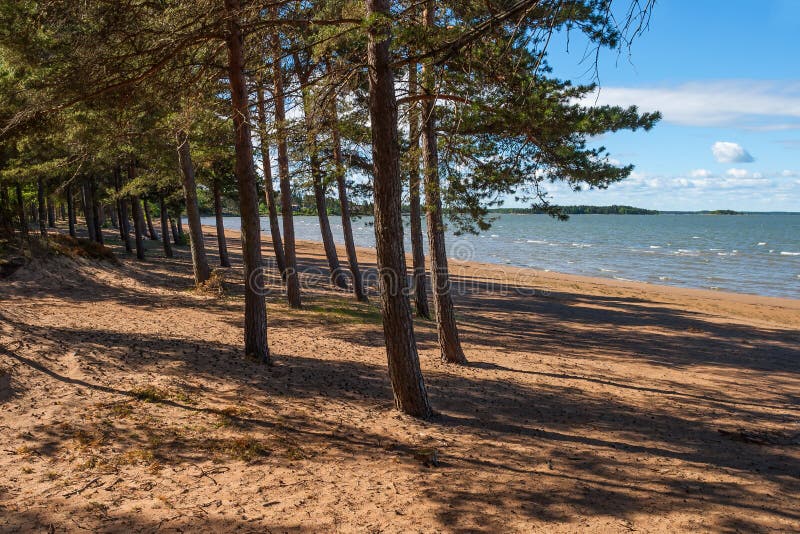 Pine Forest on the Sandy Beach by a Lake Stock Photo - Image of summer ...