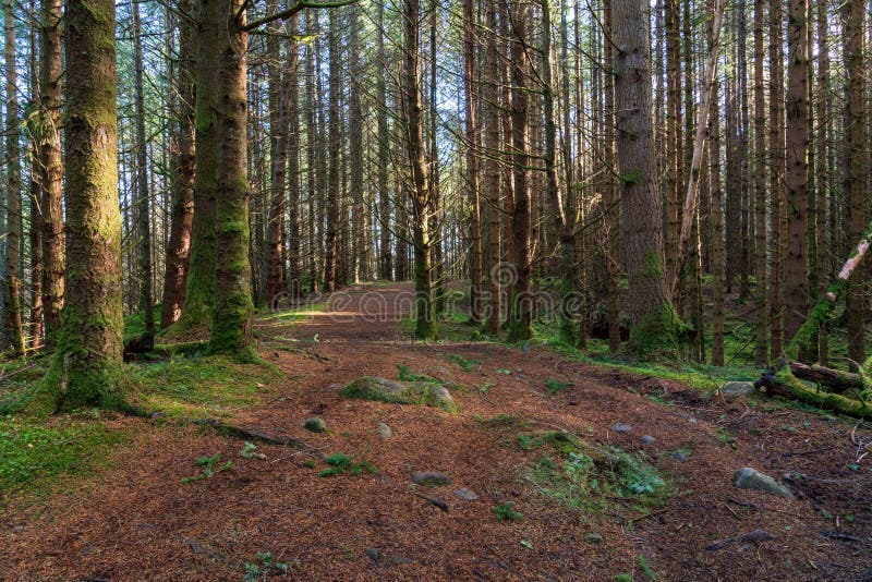 Pine Forest in Perthshire Scotland Stock Image - Image of woods, nature ...