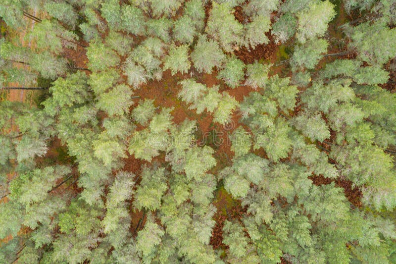 Pine Forest Seen from a Drone, Top View Shot Stock Photo - Image of ...