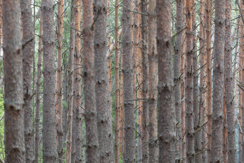 Pine Forest. Slender Row of Trees Stock Image - Image of branch, tree ...