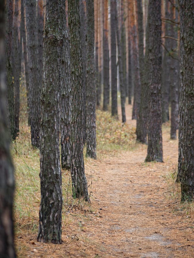 Pine Forest. Slender Tree Trunks in the Autumn Forest Stock Photo ...