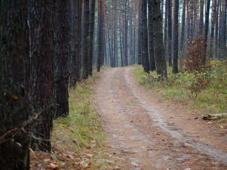 Pine Forest. Slender Tree Trunks in the Autumn Forest Stock Image ...