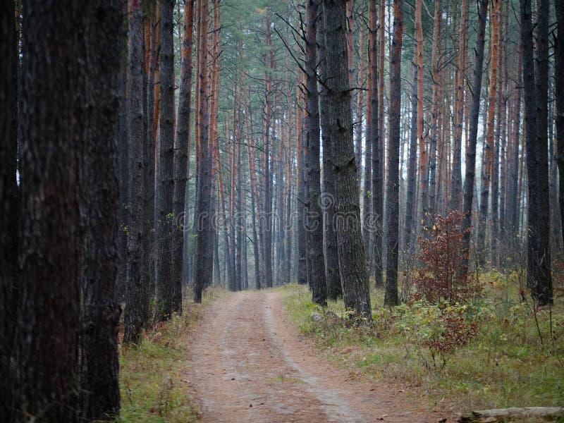Pine Forest. Slender Tree Trunks in the Autumn Forest Stock Photo ...