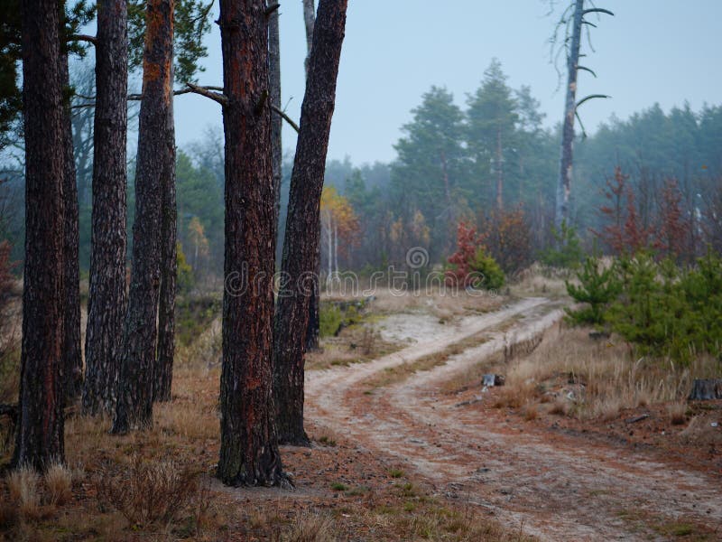 Pine Forest. Slender Tree Trunks in the Autumn Forest Stock Photo ...