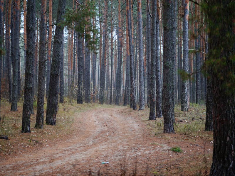 Pine Forest. Slender Tree Trunks in the Autumn Forest Stock Photo ...
