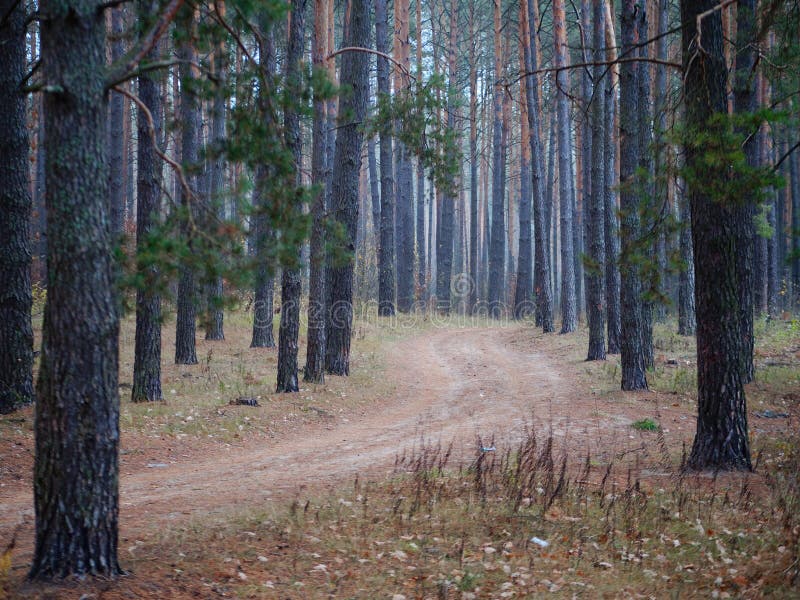 Pine Forest. Slender Tree Trunks in the Autumn Forest Stock Image ...