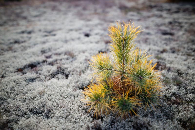 Pine Forest Slender Trees Land in Needles Stock Photo - Image of green ...
