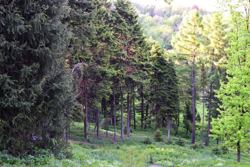 Pine forest on a slope stock photo. Image of slope, park - 92438042