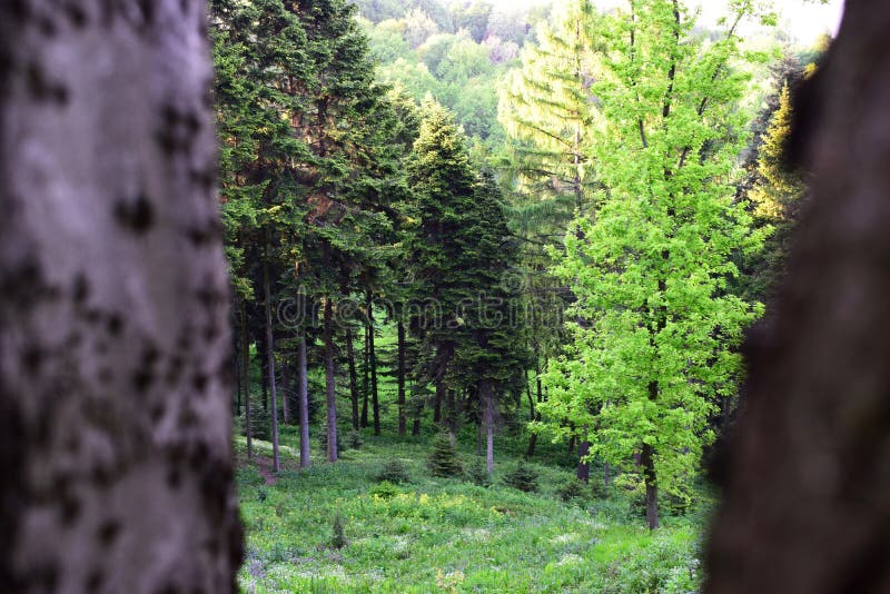 Pine forest on a slope stock photo. Image of park, slope - 92438064